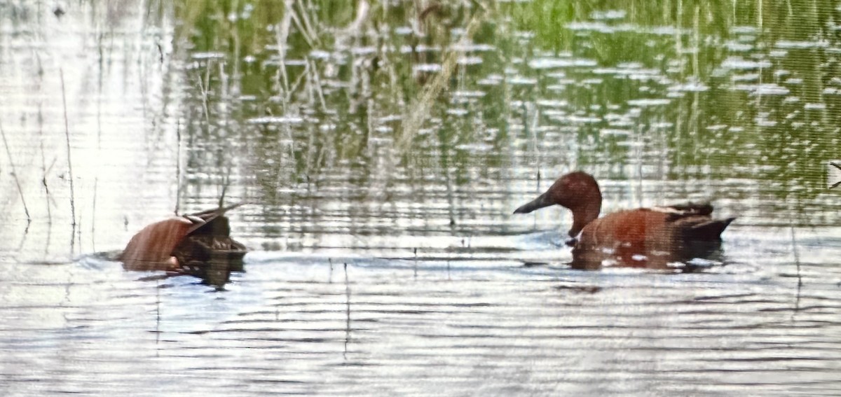 eBird Checklist - 26 Apr 2024 - Jordan Knott Rd—South of Texas Lake ...