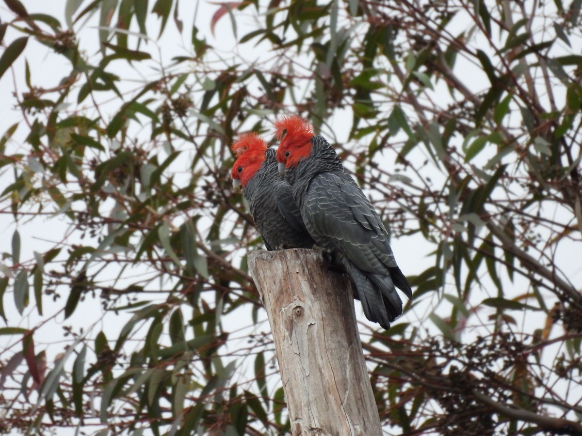 eBird Checklist - 29 Apr 2024 - La Trobe University Bundoora--Nangak ...