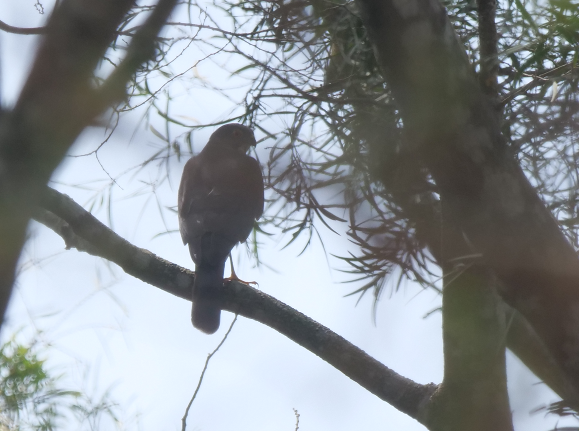 Besra - Accipiter virgatus - Media Search - Macaulay Library and eBird