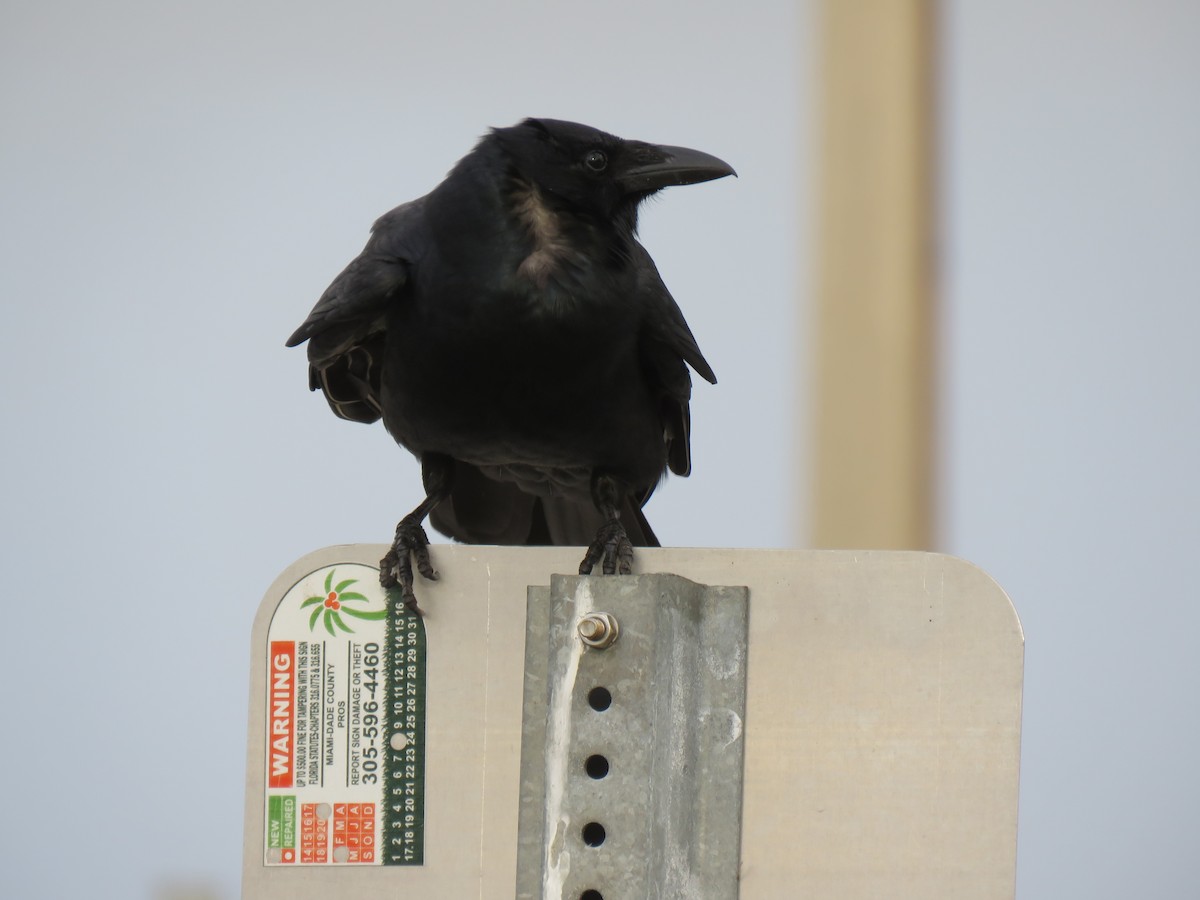 Media Search - Macaulay Library and eBird