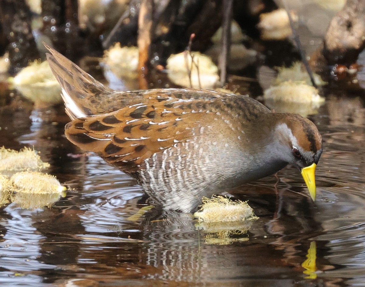 eBird Checklist - 28 Apr 2024 - Daniel Webster Wildlife Sanctuary (Mass ...