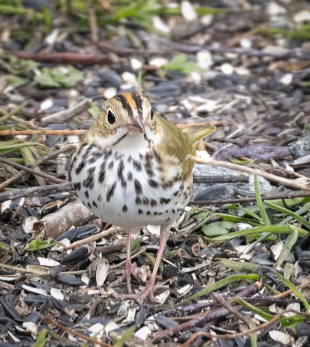eBird Checklist - 28 Apr 2024 - 71 Starbuck Rd, Nantucket US-MA 41. ...