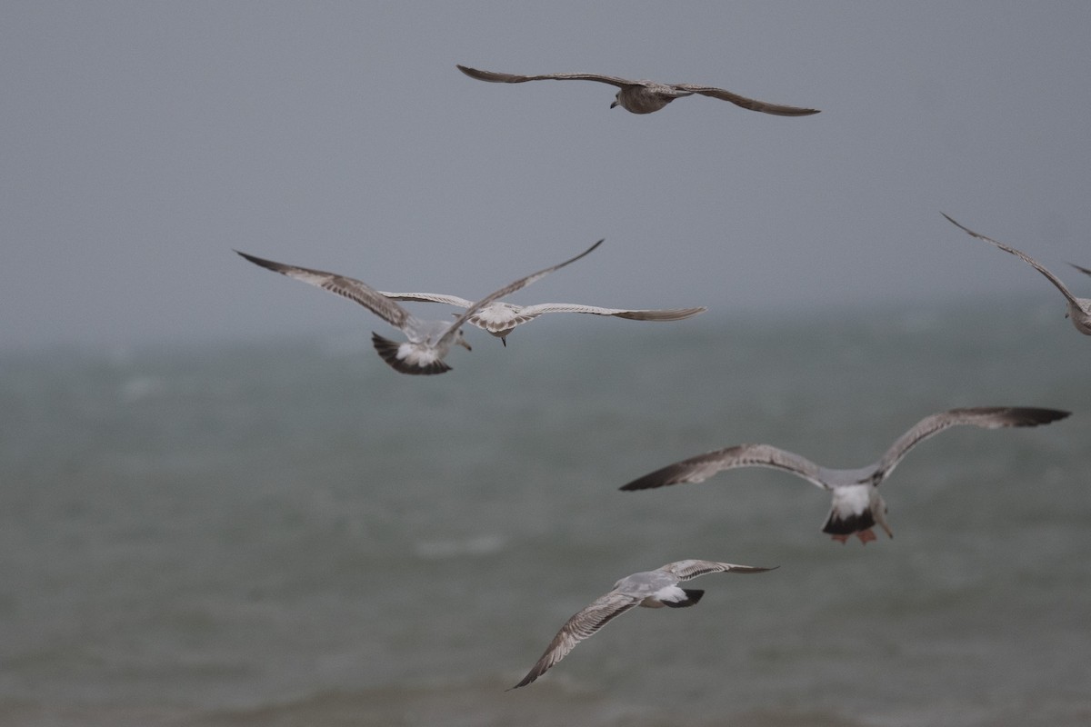 eBird Checklist - 28 Apr 2024 - North Point Park, Sheboygan US-WI 43. ...