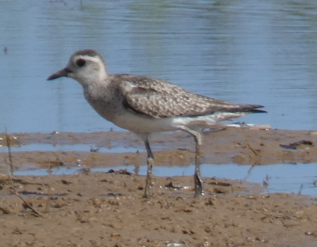 eBird Checklist - 28 Apr 2024 - Hog Island WMA - 79 species (+3 other taxa)