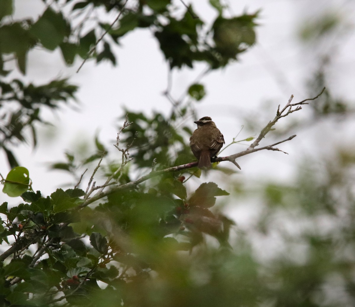 eBird Checklist - 28 Apr 2024 - Sylvan Rodriguez Park - 8 species
