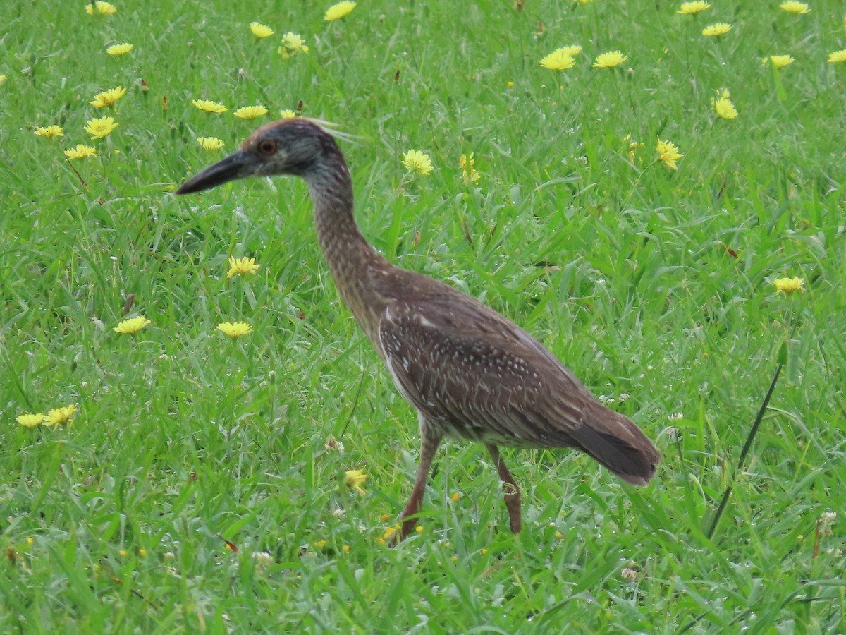 eBird Checklist - 29 Apr 2024 - Sylvan Rodriguez Park - 14 species