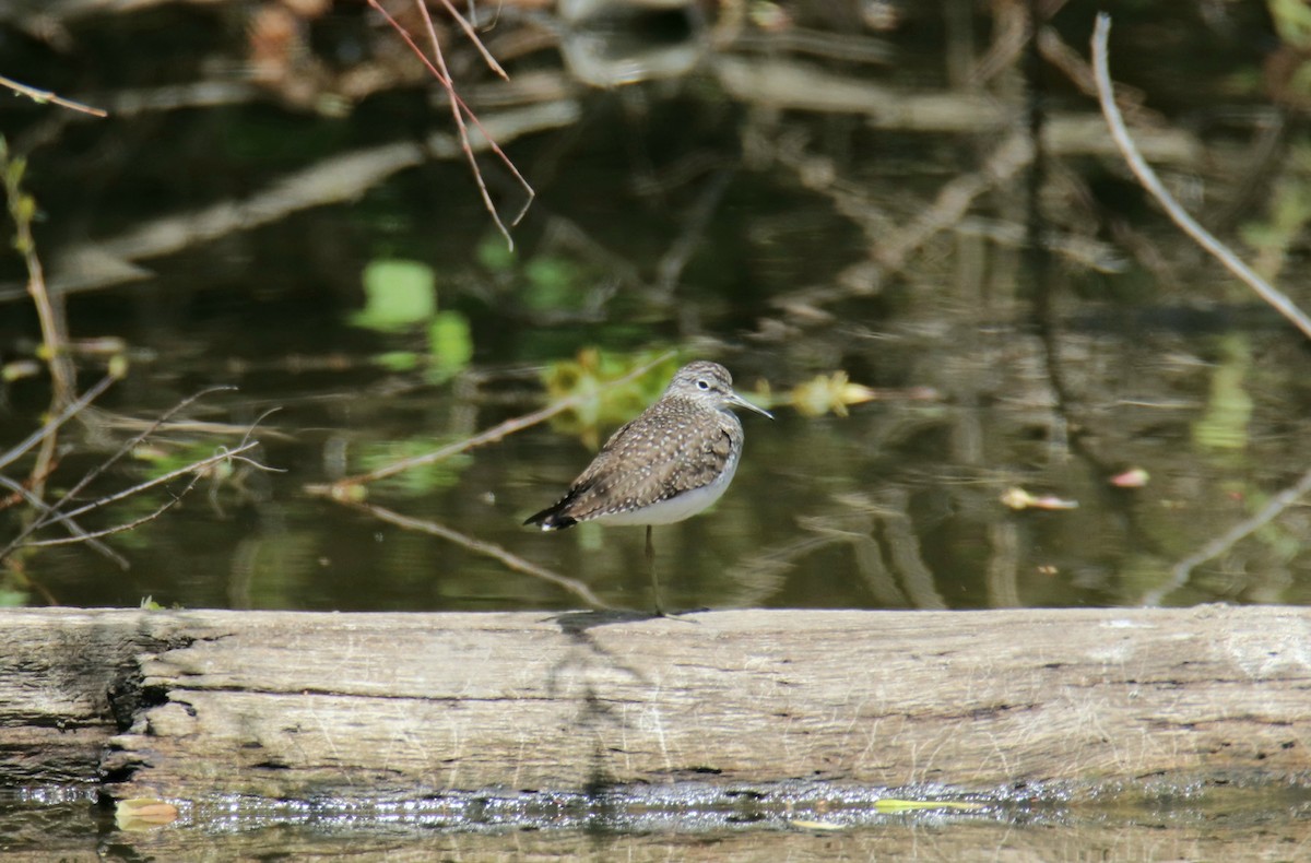 eBird Checklist - 22 Apr 2024 - Lake Decatur--Hot Water Ditch - 1 species