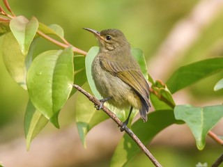 Bates's Sunbird - Cinnyris batesi - Birds of the World