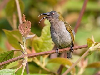 Ursula's Sunbird - Cinnyris ursulae - Birds of the World