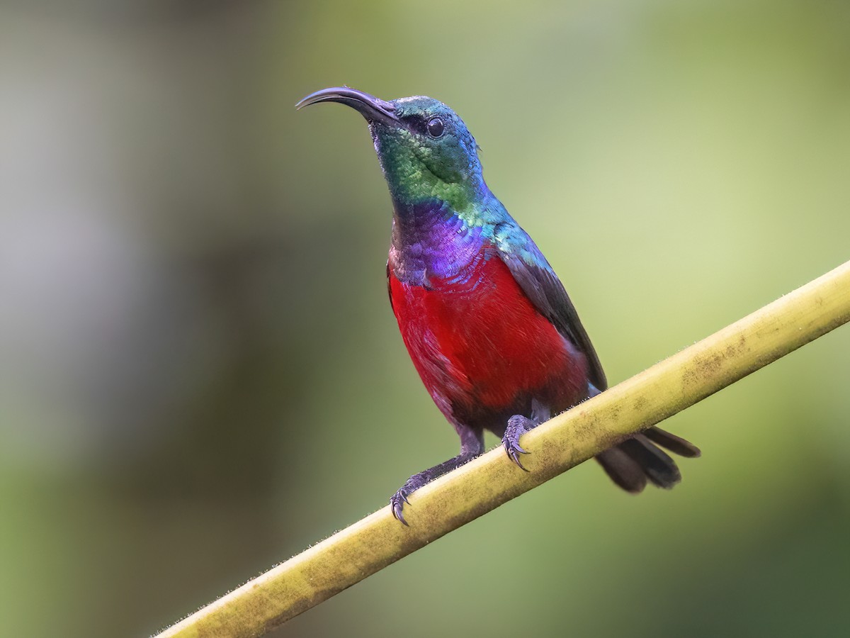 Johanna's Sunbird - Cinnyris johannae - Birds of the World