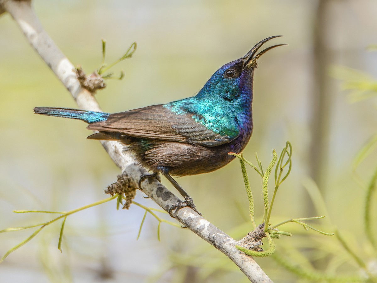Palestine Sunbird - Cinnyris osea - Birds of the World