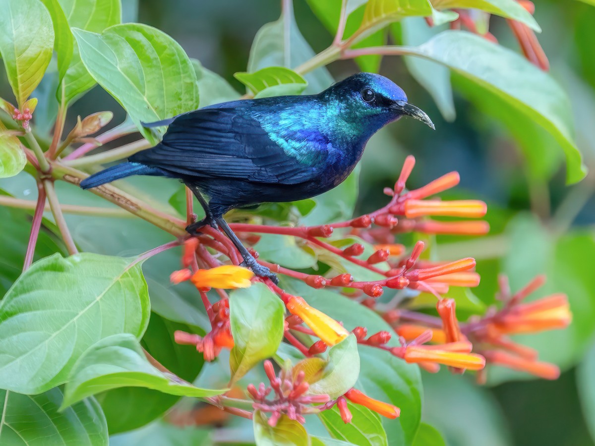 Pemba Sunbird - Cinnyris pembae - Birds of the World