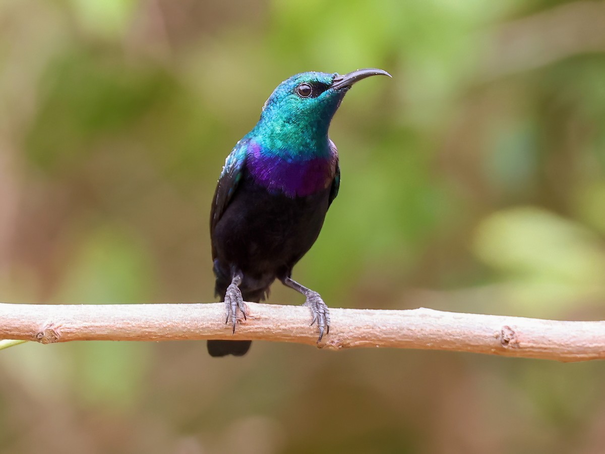 Violet-breasted Sunbird - Cinnyris chalcomelas - Birds of the World