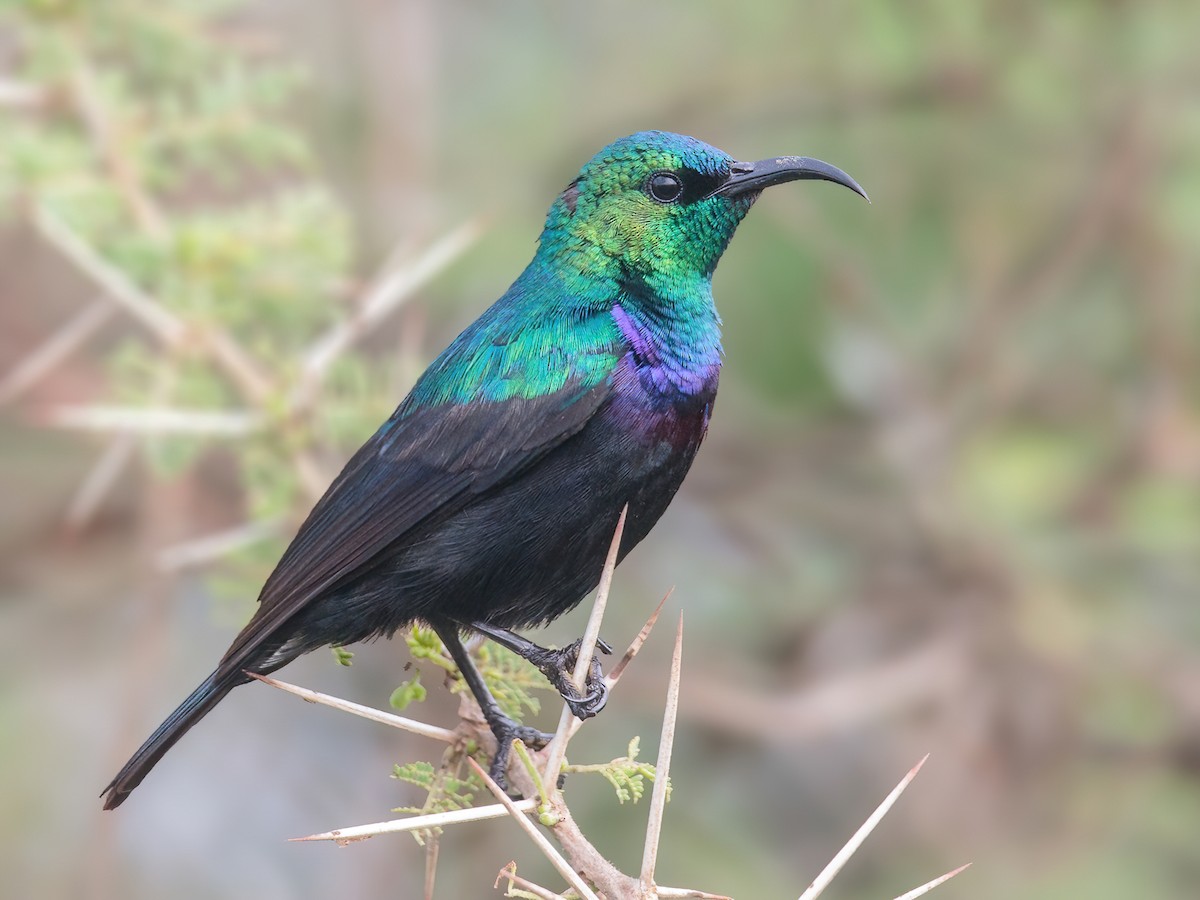 Tsavo Sunbird - Cinnyris tsavoensis - Birds of the World