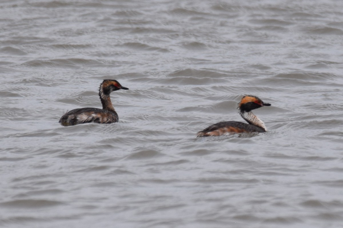 eBird Checklist - 29 Apr 2024 - Back Bay Blvd - 27 species