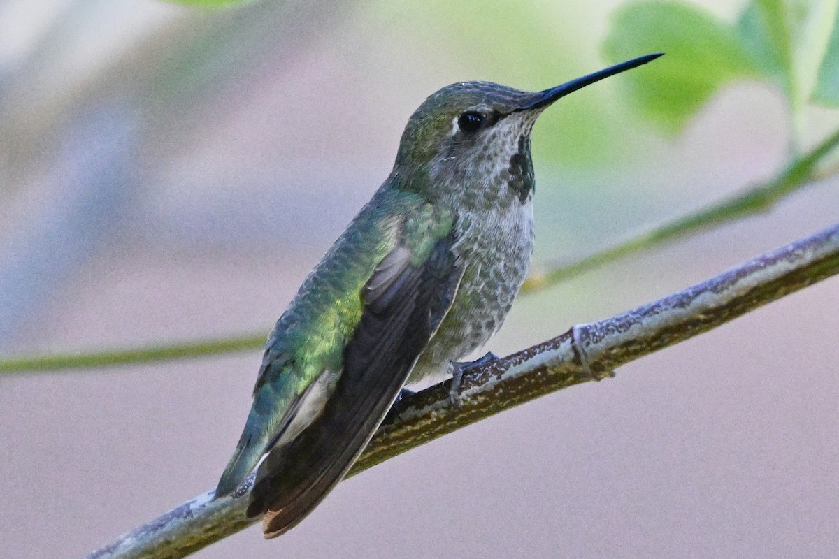 eBird Checklist - 29 Apr 2024 - My Yard - 10 species