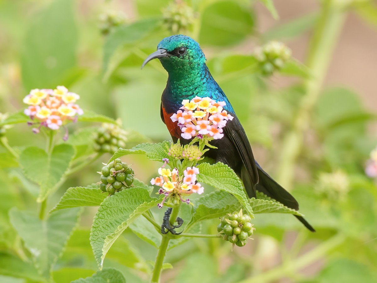 Red-chested Sunbird - Cinnyris erythrocercus - Birds of the World