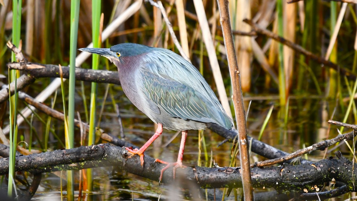 eBird Checklist - 28 Apr 2024 - Ottawa--Fletcher Wildlife Garden - 26 ...