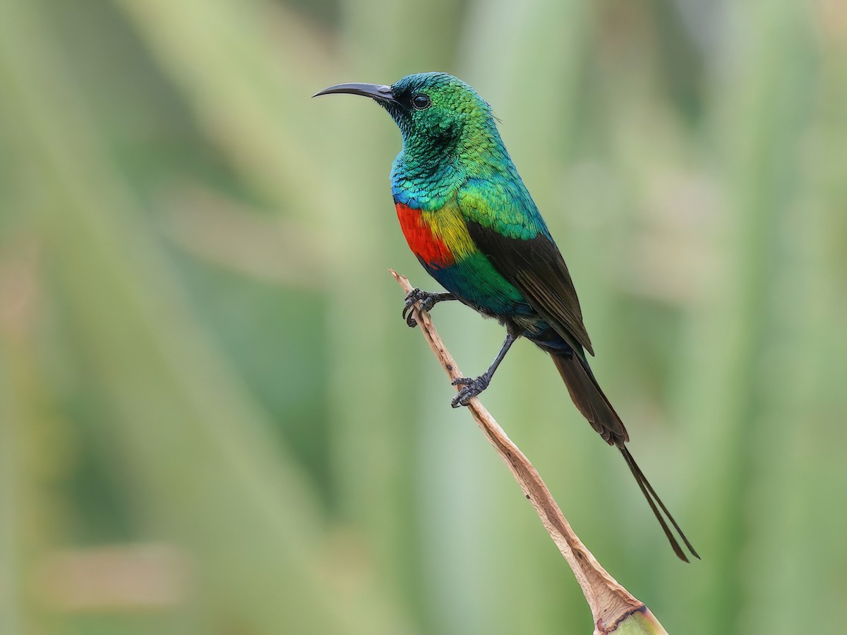 Beautiful Sunbird - Cinnyris pulchellus - Birds of the World