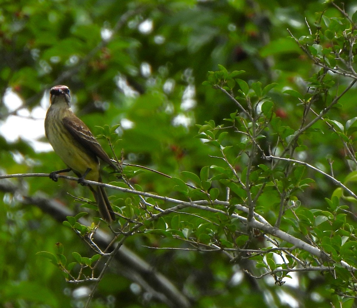 eBird Checklist - 29 Apr 2024 - Sylvan Rodriguez Park - 2 species