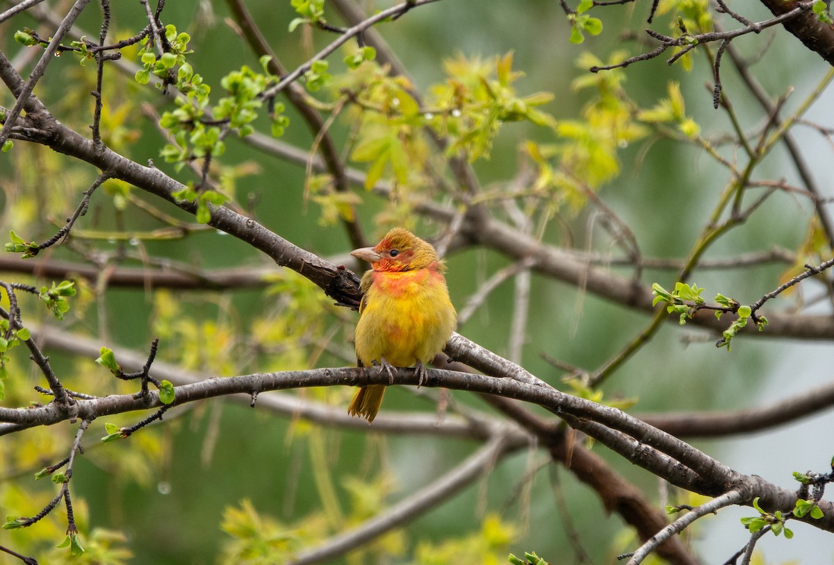 eBird Checklist - 29 Apr 2024 - My nephews home - 8 species
