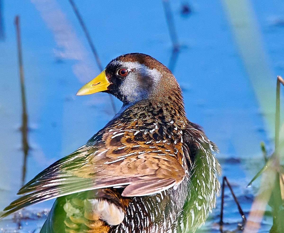 eBird Checklist - 29 Apr 2024 - Middle Creek WMA (IBA) (Lancaster Co ...