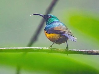 Loveridge's Sunbird - Cinnyris loveridgei - Birds of the World