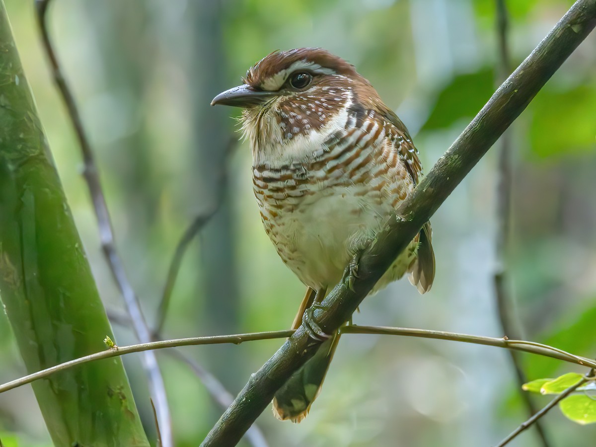 Short-legged Ground-Roller - Brachypteracias leptosomus - Birds of the ...