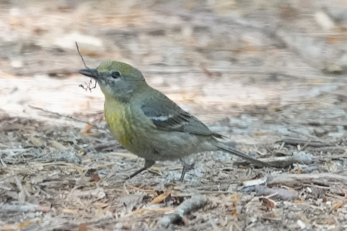 eBird Checklist - 29 Apr 2024 - McCabe Nature Preserve (TNC) - 26 species