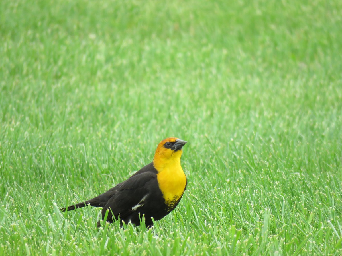 eBird Checklist - 29 Apr 2024 - 568 Hancock Co - 1 species