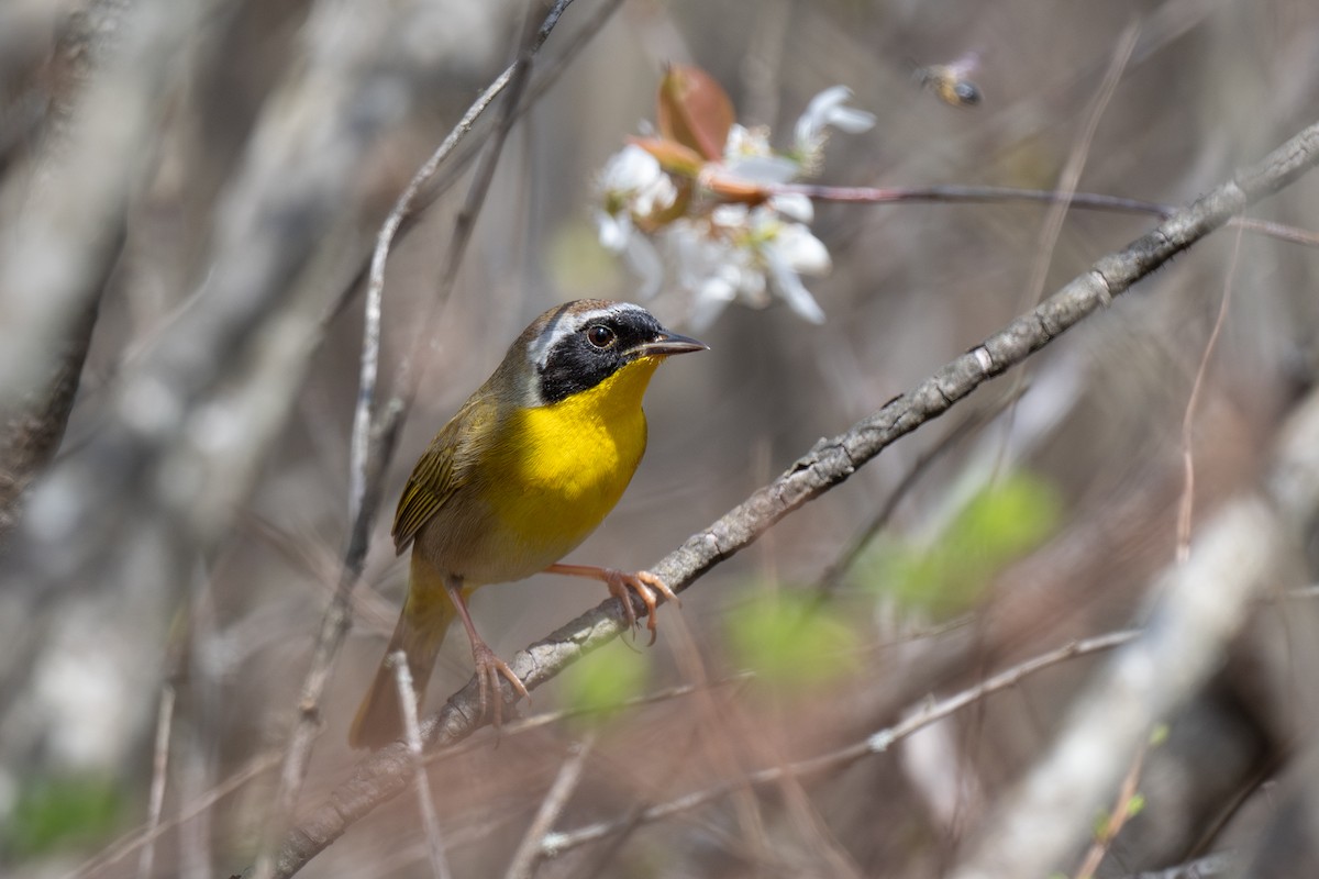New York Breeding Bird Atlas Checklist - 29 Apr 2024 - Keeney Swamp SF ...