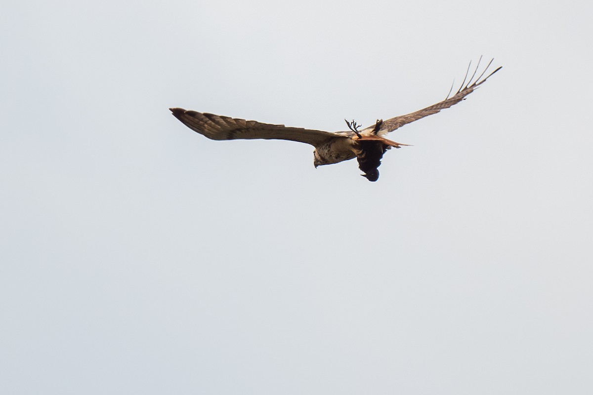 New York Breeding Bird Atlas Checklist - 29 Apr 2024 - Keeney Swamp WMA ...