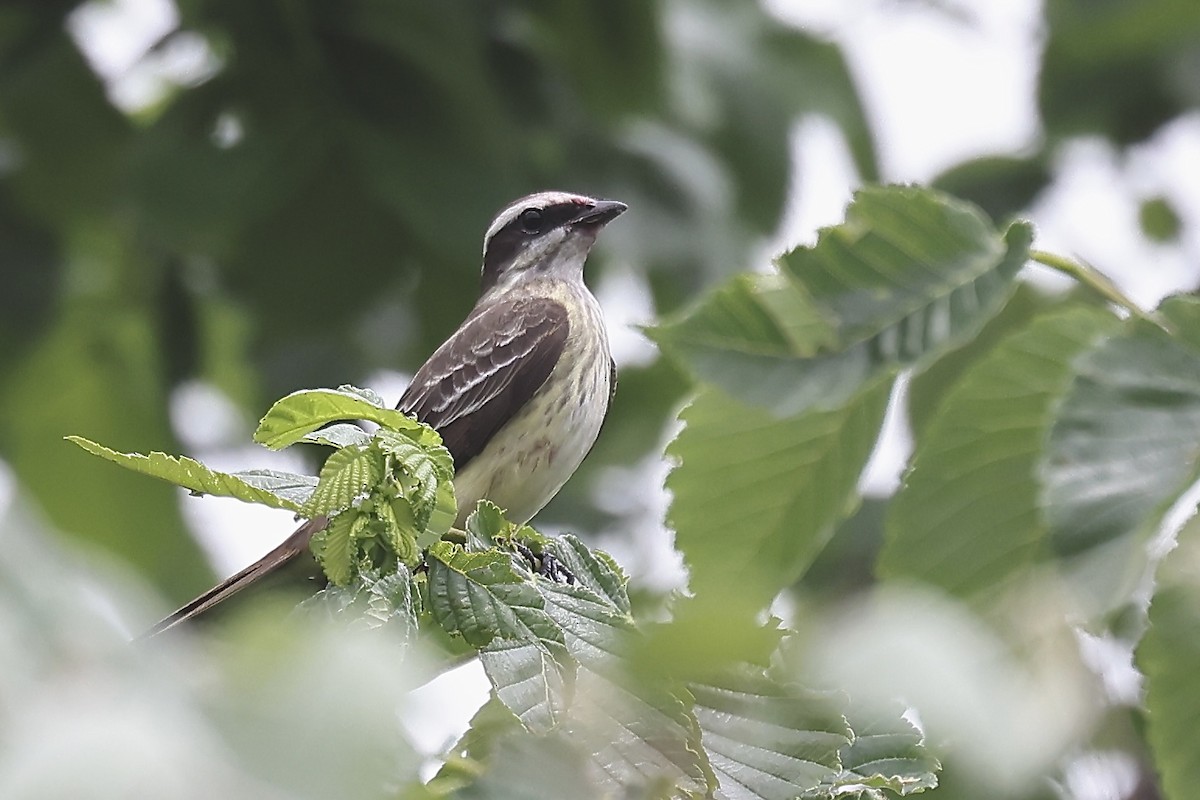 eBird Checklist - 29 Apr 2024 - Sylvan Rodriguez Park - 11 species