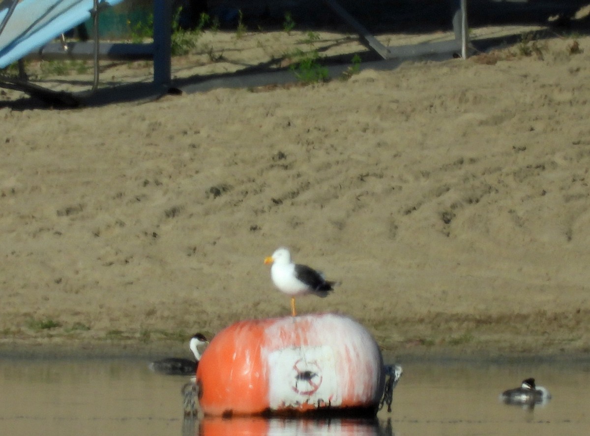 eBird Checklist - 29 Apr 2024 - Frank G. Bonelli RP/Puddingstone ...