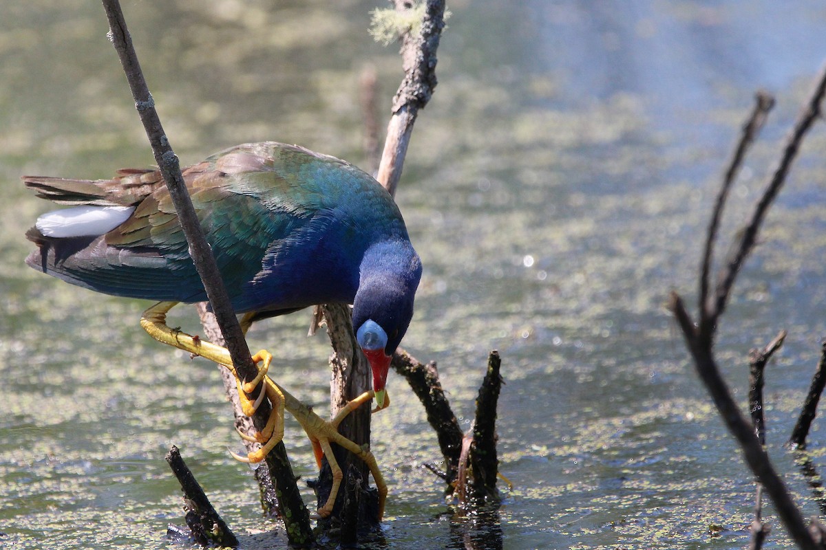 eBird Checklist - 29 Apr 2024 - Kyker Bottoms Refuge - 54 species
