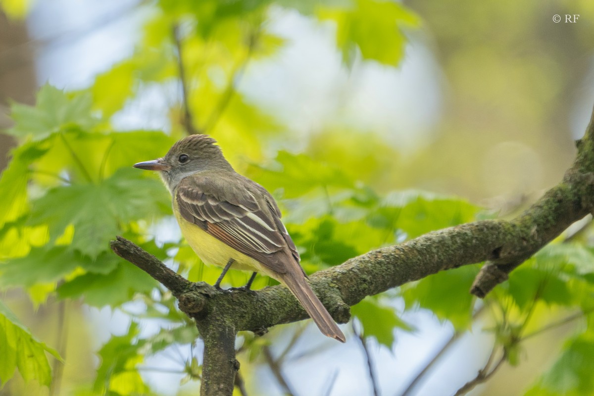 eBird Checklist - 29 Apr 2024 - Lake Farm County Park - 30 species