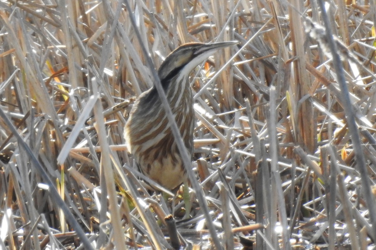 eBird Checklist - 28 Apr 2024 - Taylor Bait Farm - 31 species
