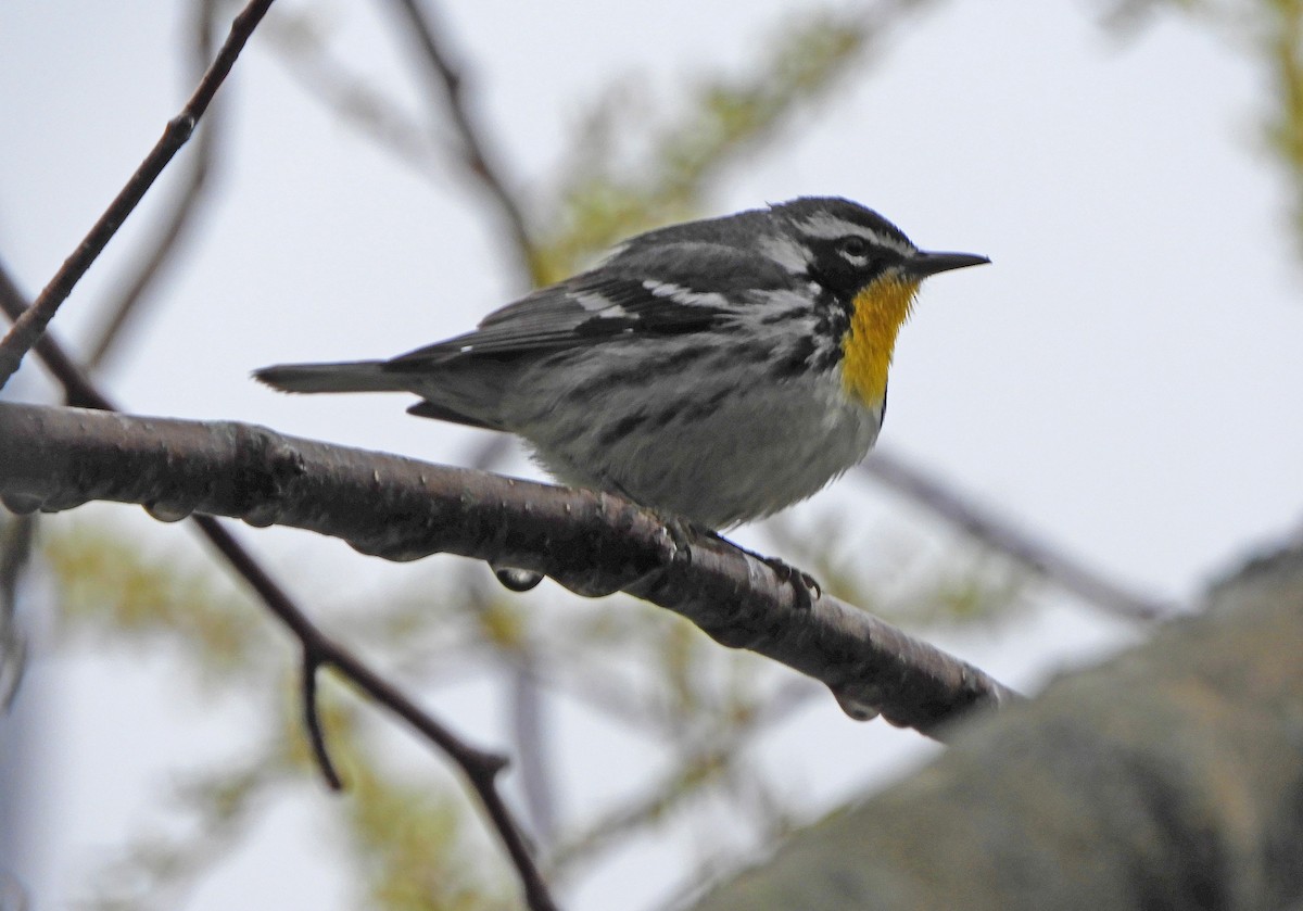 eBird Checklist - 29 Apr 2024 - Halifax Public Gardens - 17 species