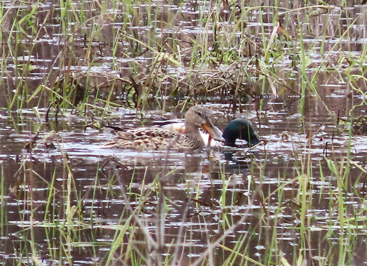eBird Checklist - 28 Apr 2024 - Unity Pond - 19 species