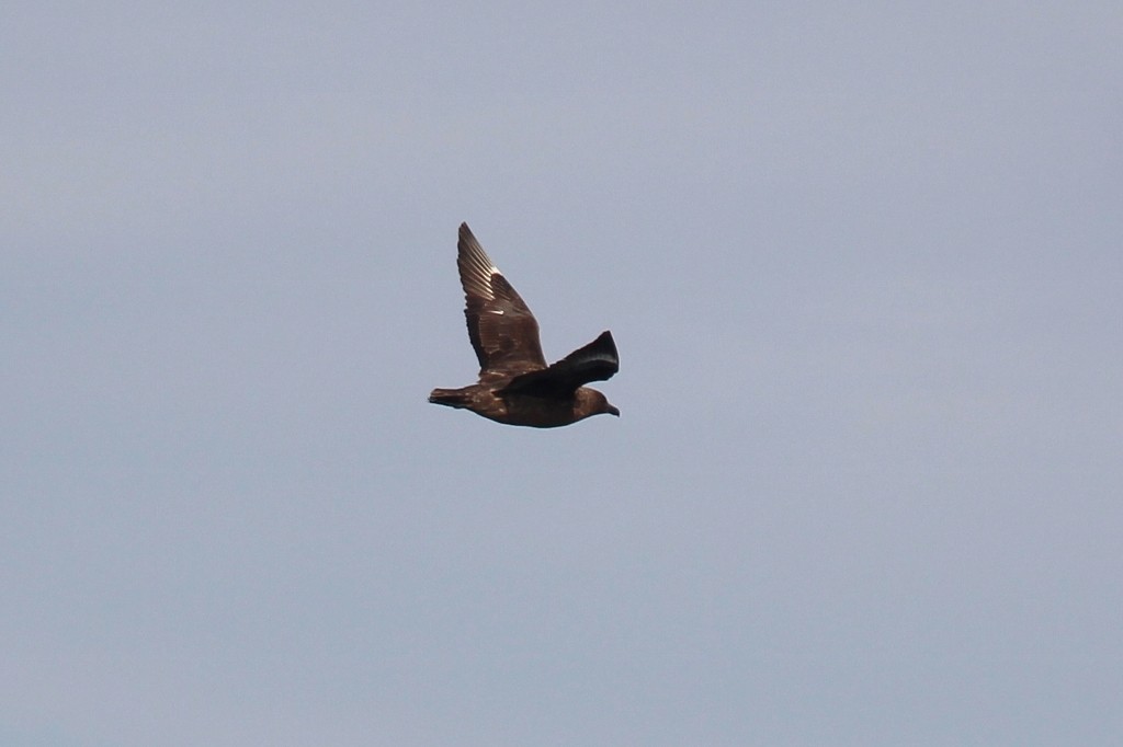 eBird Checklist - 28 Apr 2024 - Merimbula - Mallacoota Pelagic ...