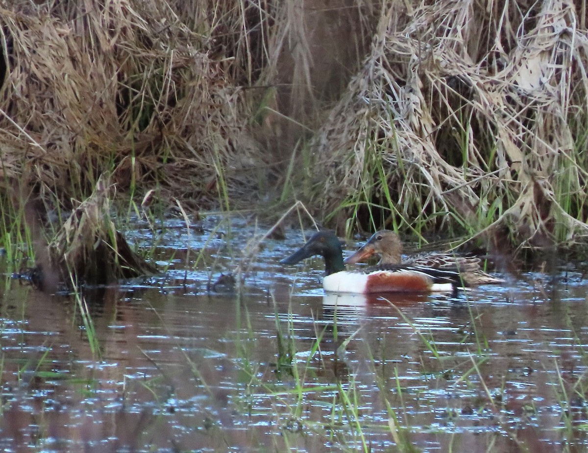 eBird Checklist - 29 Apr 2024 - Unity Pond - 21 species