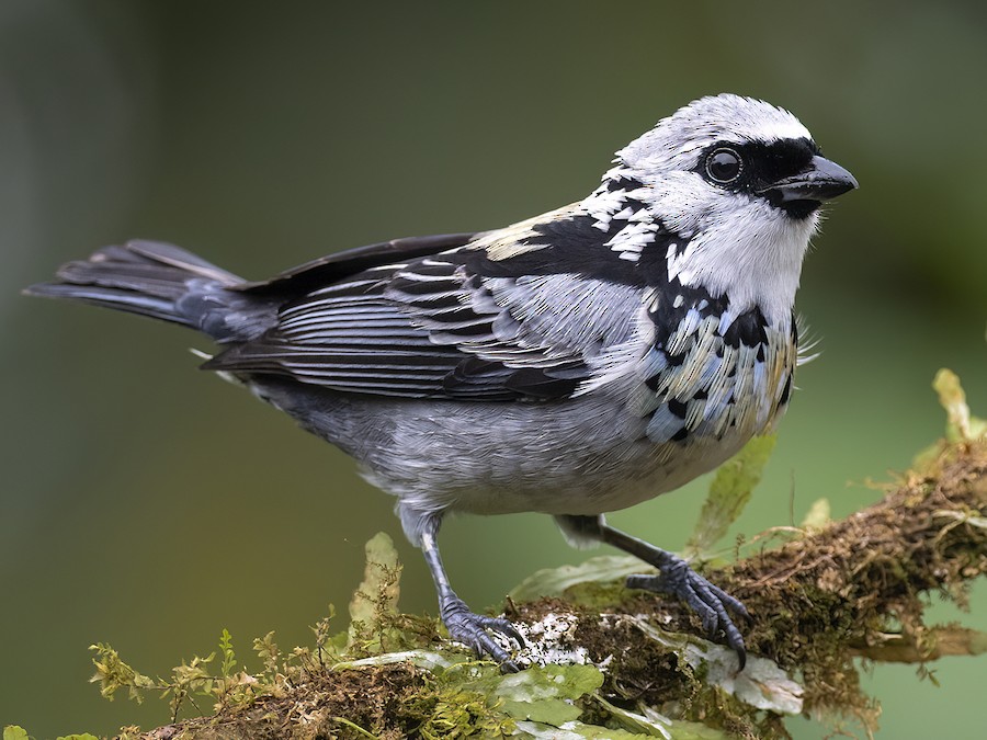 Gray-and-gold Tanager - eBird
