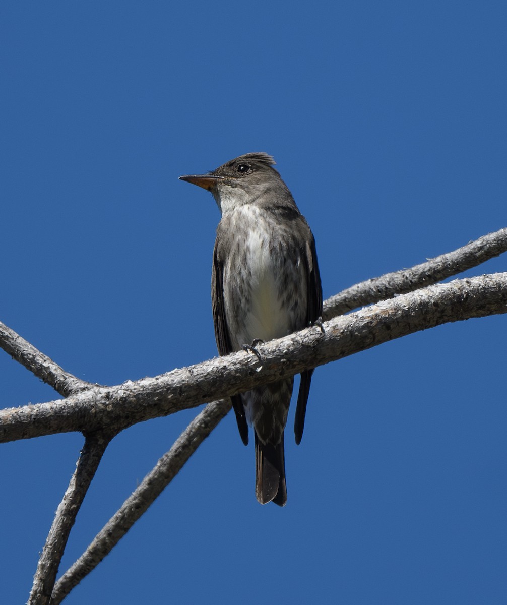 eBird Checklist - 29 Apr 2024 - Rayhouse Rd. - 55 species