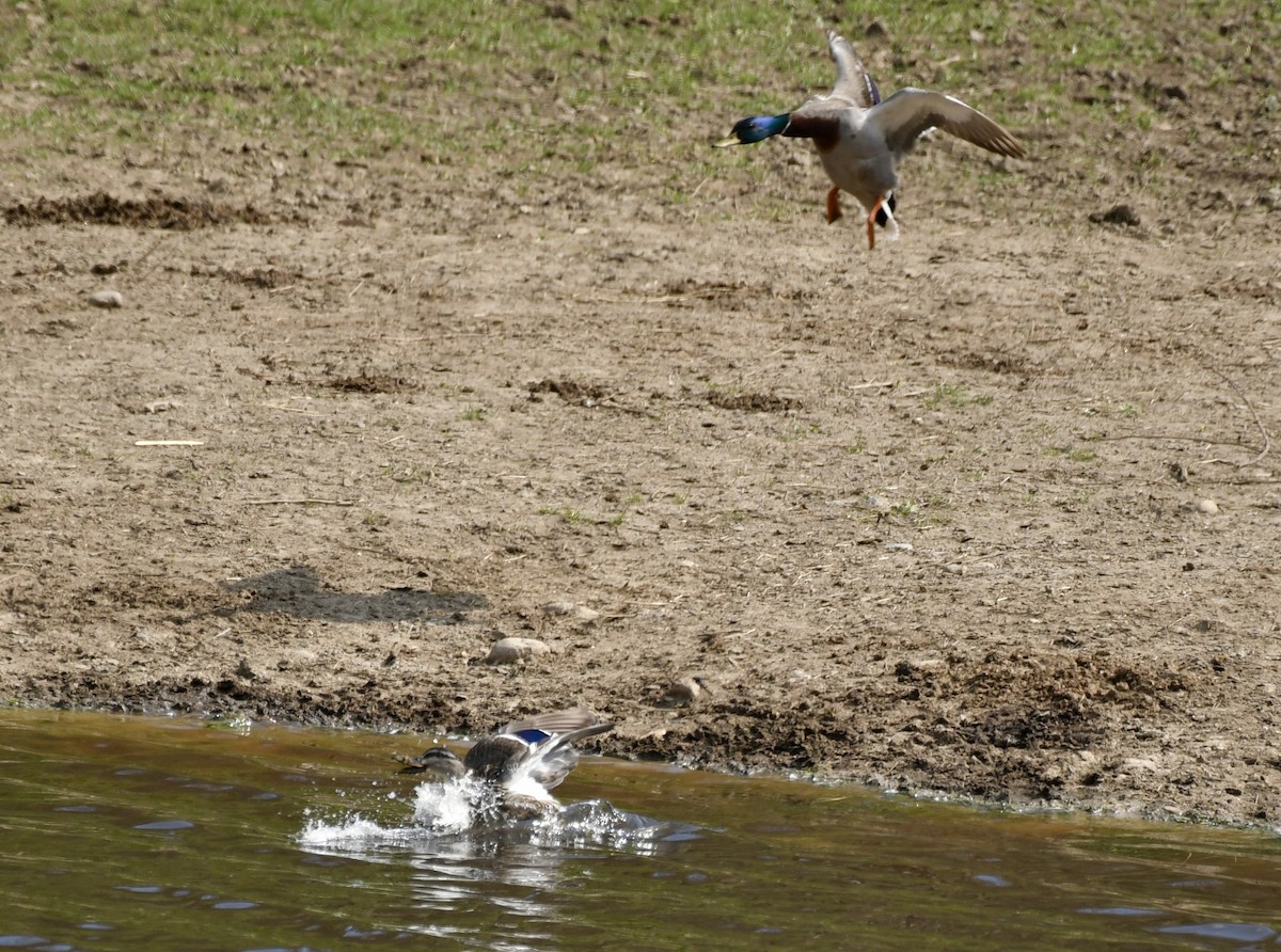eBird Checklist - 29 Apr 2024 - 1570–1580 W Side Rd, Block Island US-RI ...