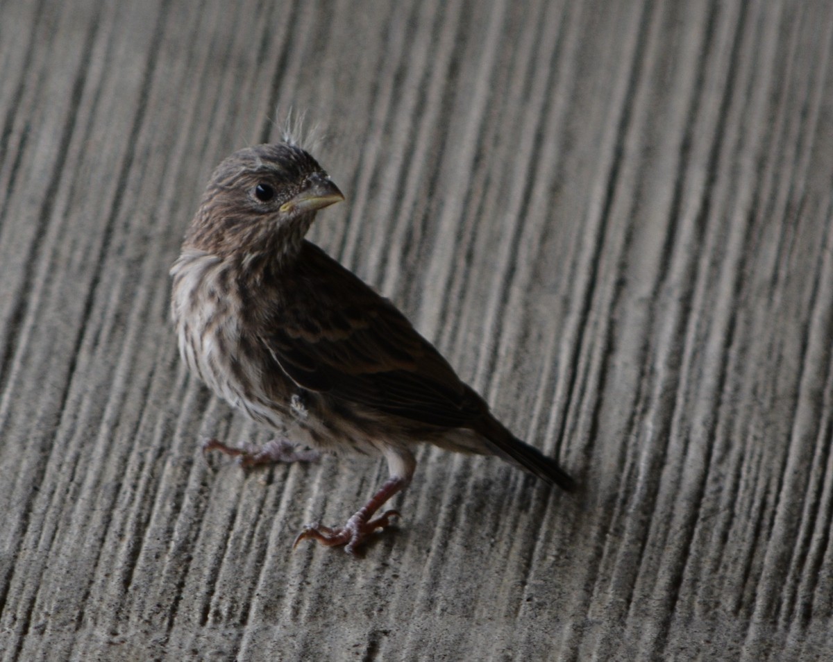 eBird Checklist - 29 Apr 2024 - GM GTC - Cole EC Podium and ...