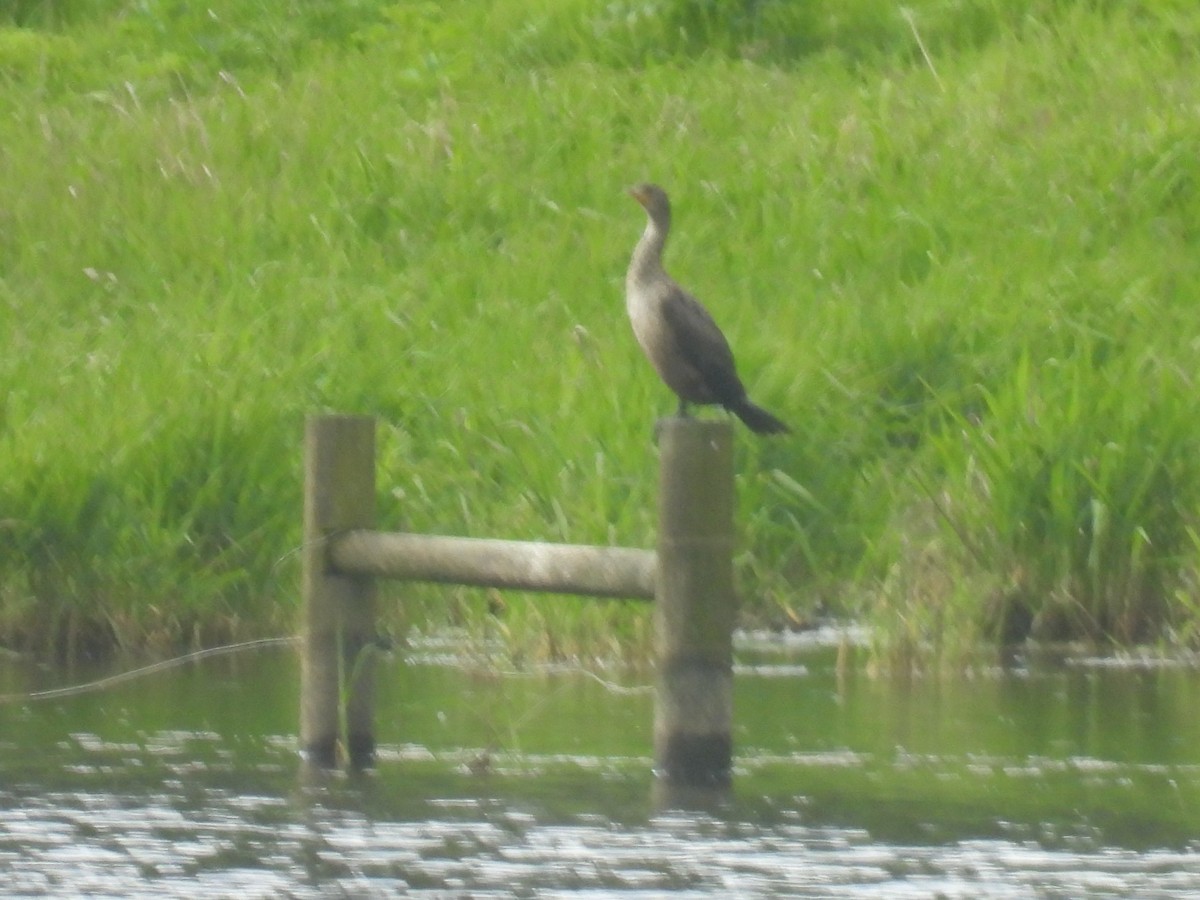 eBird Checklist - 29 Apr 2024 - North Valley Rd Seasonal Ponds ...