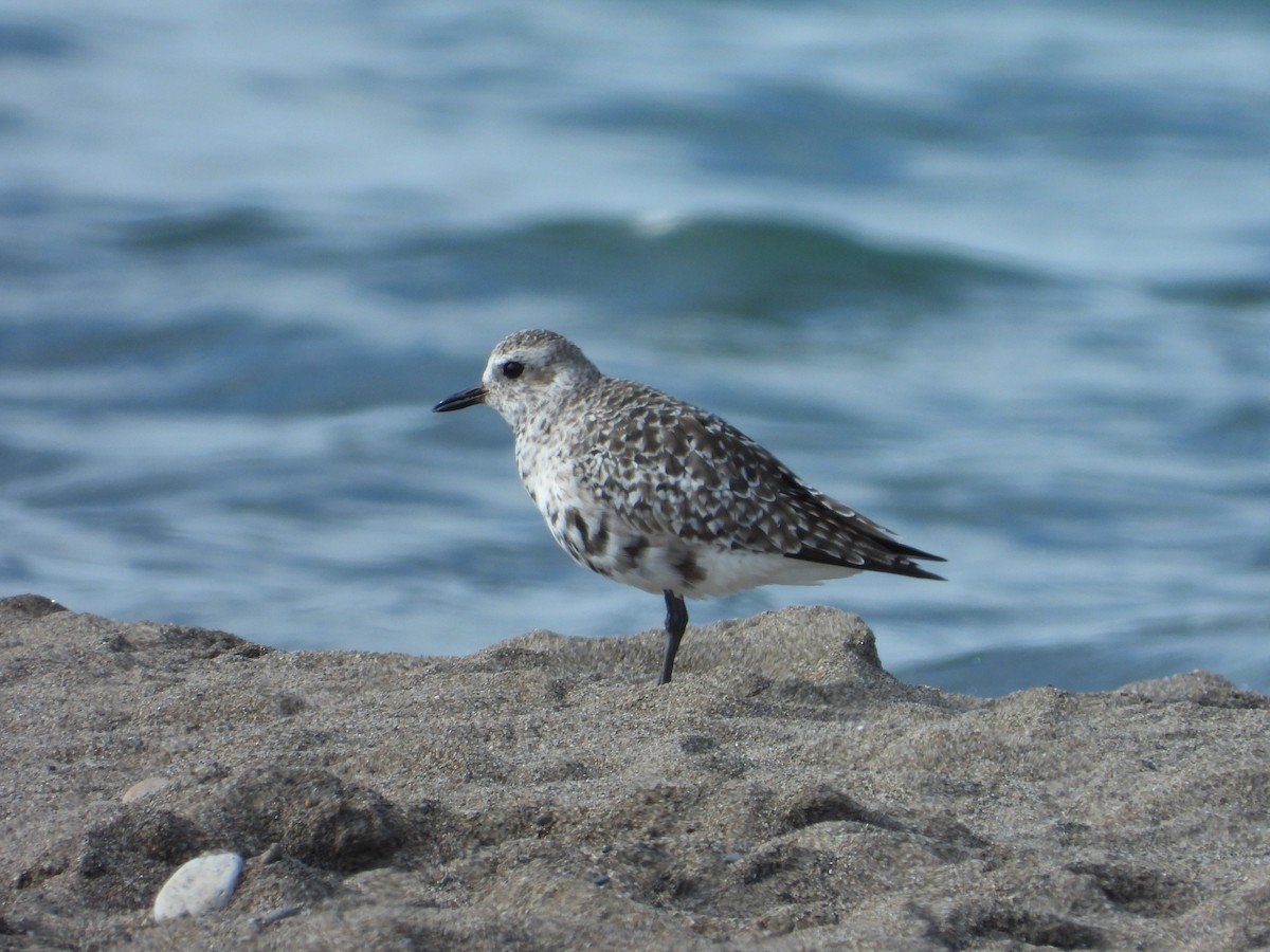 eBird Checklist - 29 Apr 2024 - Point Pelee National Park (general ...