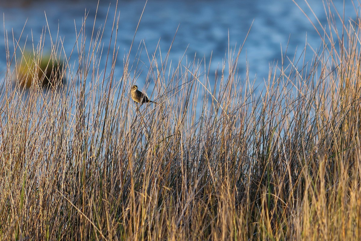 eBird Checklist - 29 Apr 2024 - Messick Point - 1 species