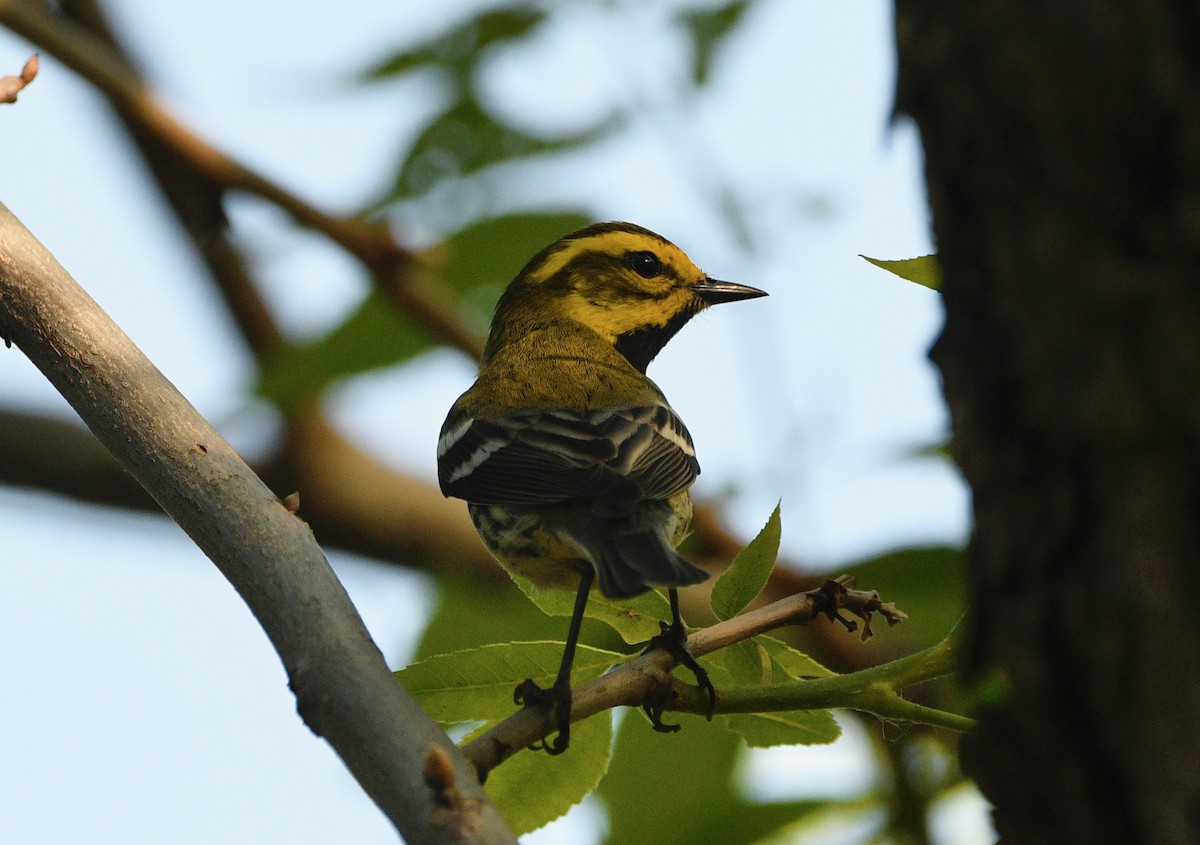 eBird Checklist - 29 Apr 2024 - Prairie Creek Park (Collin Co. portion ...