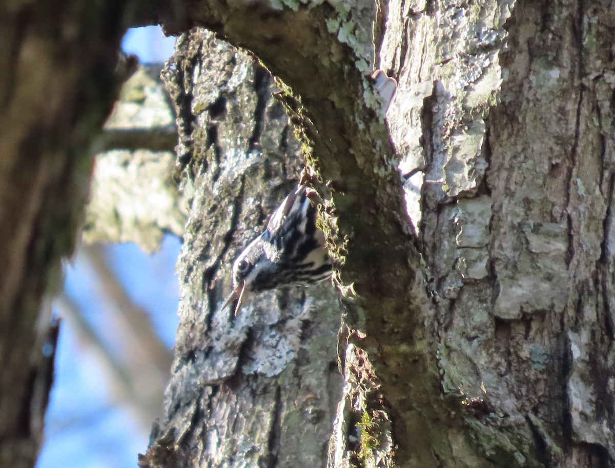 Pennsylvania Bird Atlas Checklist - 29 Apr 2024 - SGL 141 off Behrens Rd. - Inner Section and ...